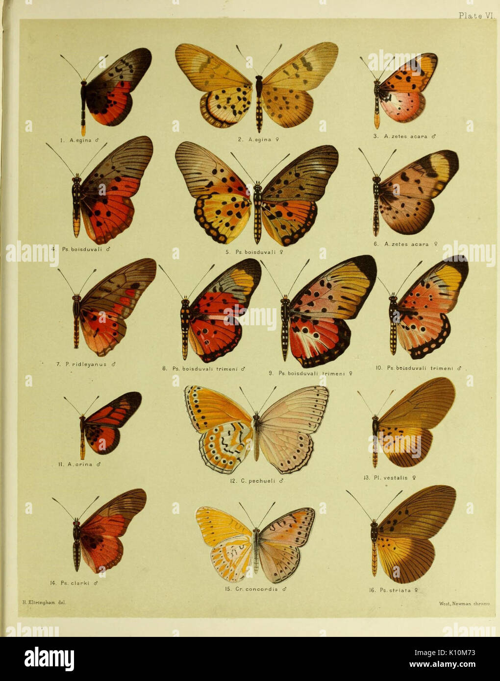 Mimetic painting hi-res stock photography and images - Alamy