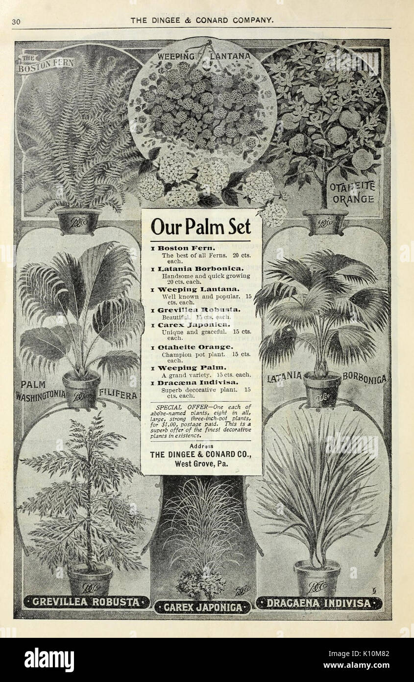 Catalogs dingee conard co flowers nurseries hi-res stock photography ...