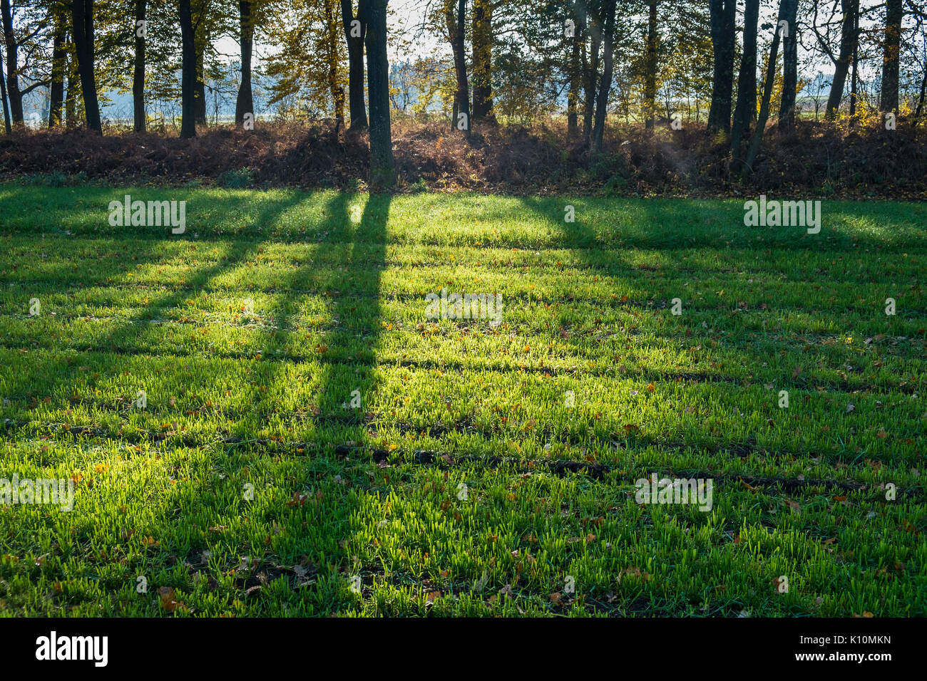 Tree shadows on the ground Stock Photo - Alamy
