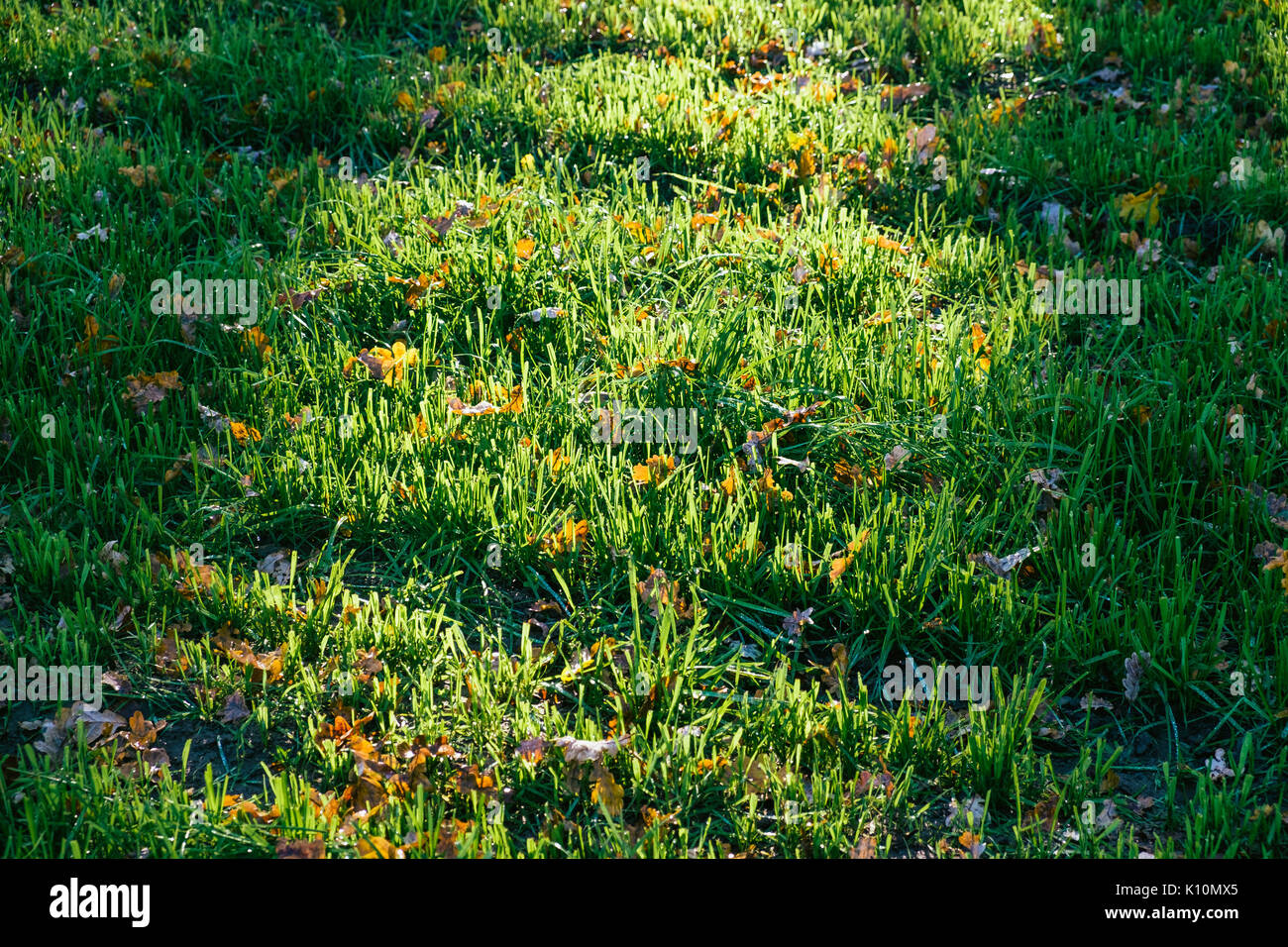 Tree shadows on the ground and fallen leaves in the grass Stock Photo ...