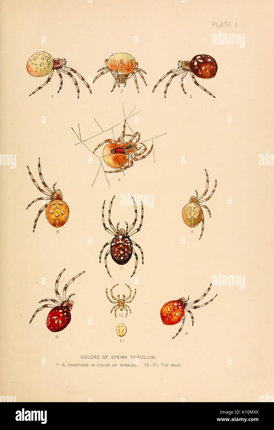 American spiders and their spinningwork (10290521433 Stock Photo - Alamy