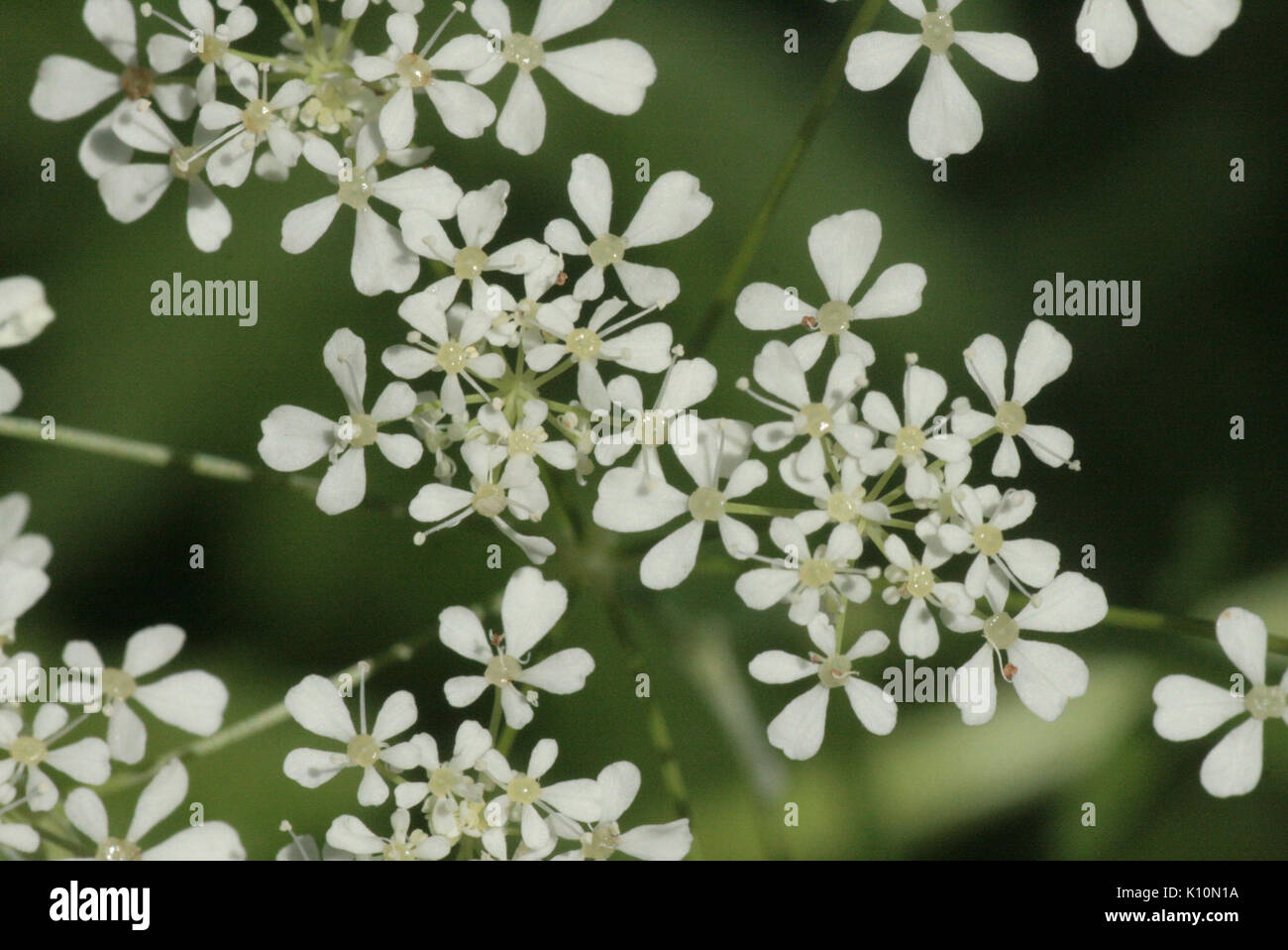 Nitidus hi-res stock photography and images - Alamy