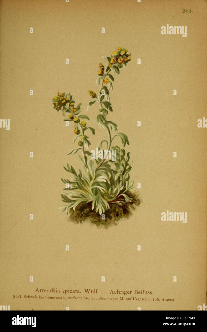 This botanical illustration from 'Atlas der Alpenflora' shows mountain ...