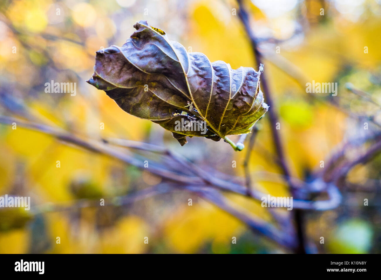 Drying leaf on the branch Stock Photo - Alamy