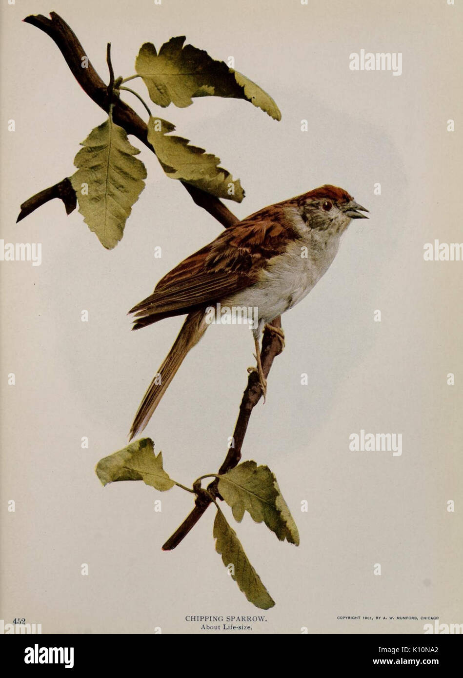 Birds and nature in natural colors (8343622542 Stock Photo - Alamy