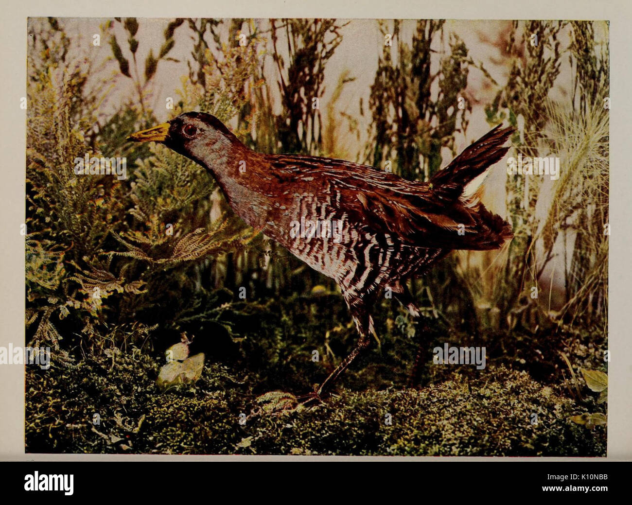 Birds and nature in natural colors (8342552485 Stock Photo - Alamy
