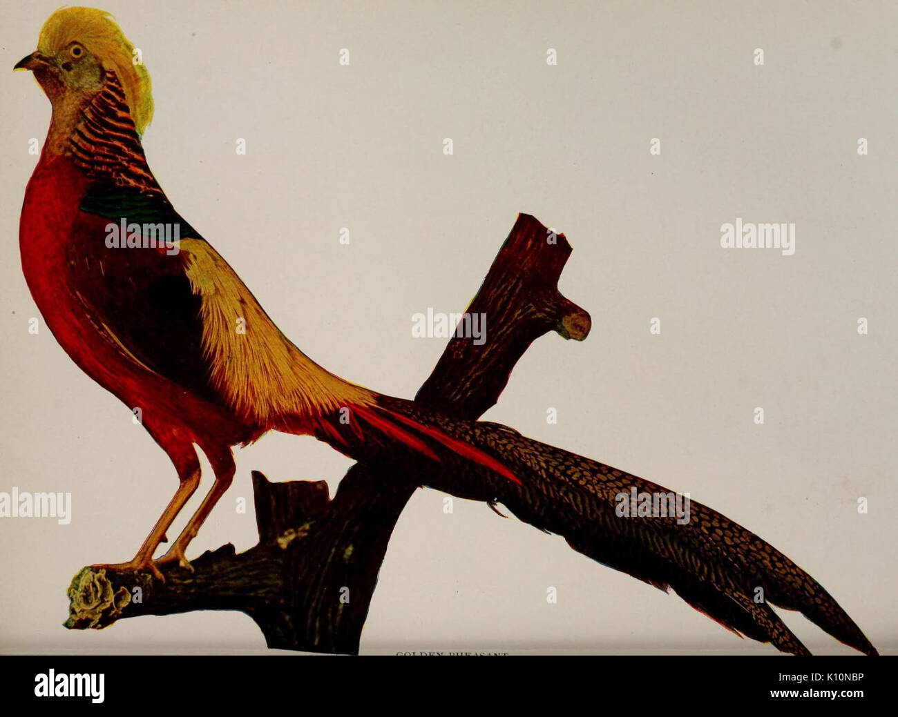 Birds and nature in natural colors (8343609030 Stock Photo - Alamy
