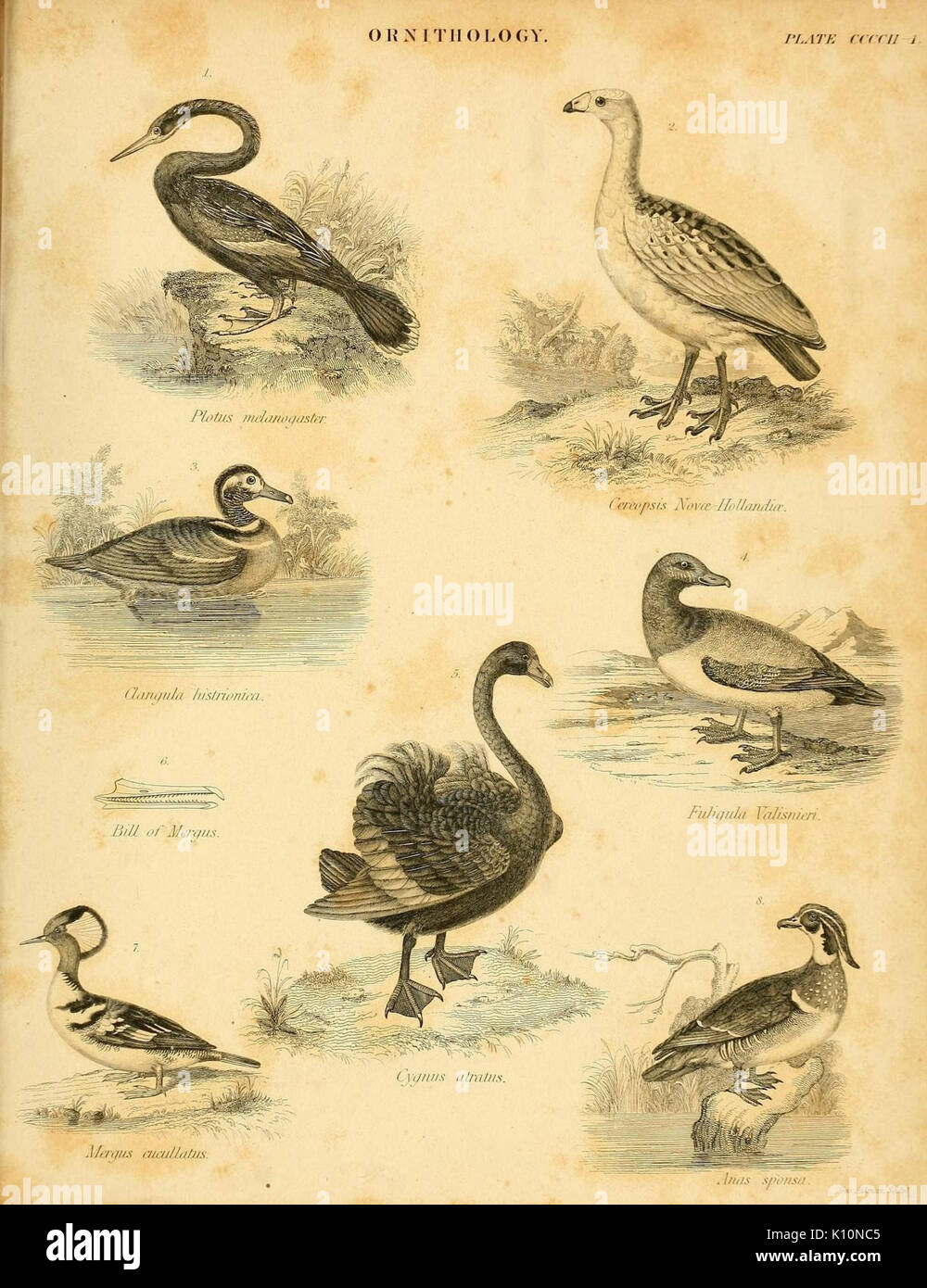 An introduction to the natural history of birds (8338133660 Stock Photo ...