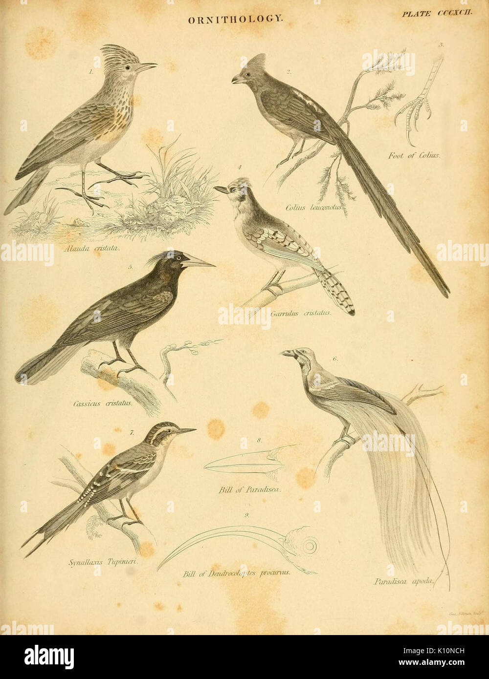 An introduction to the natural history of birds (8338126934 Stock Photo ...