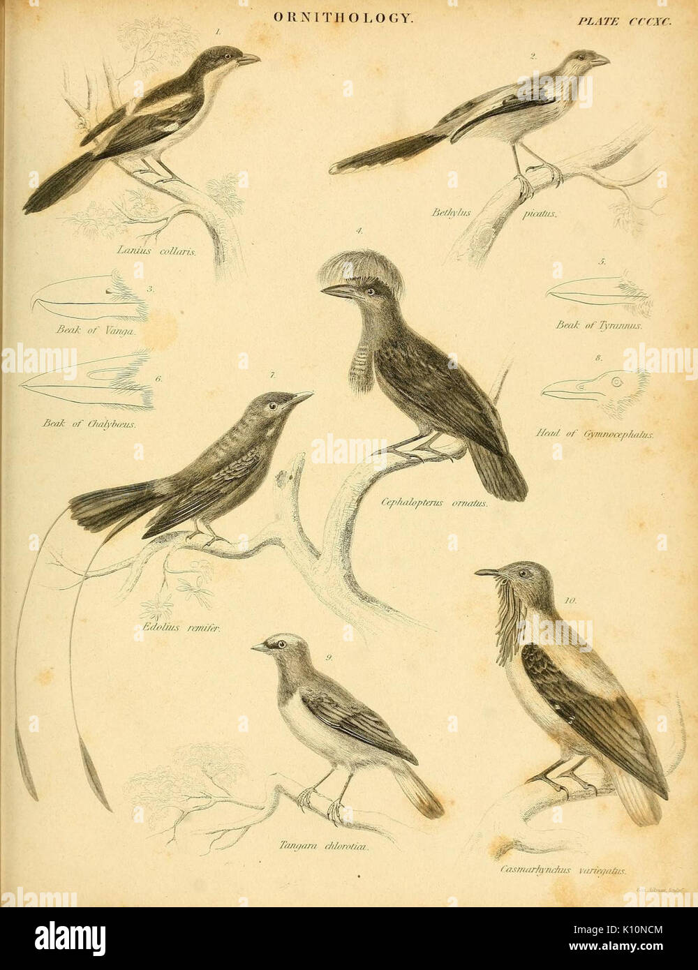 An introduction to the natural history of birds (8337067235 Stock Photo ...