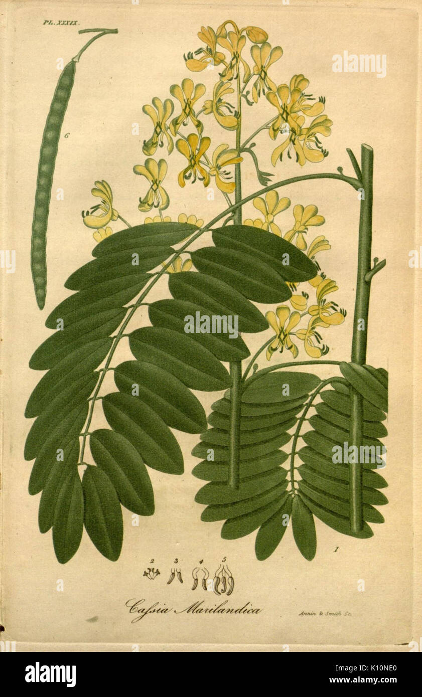 Medical medicinal plants missouri botanical garden hi-res stock ...