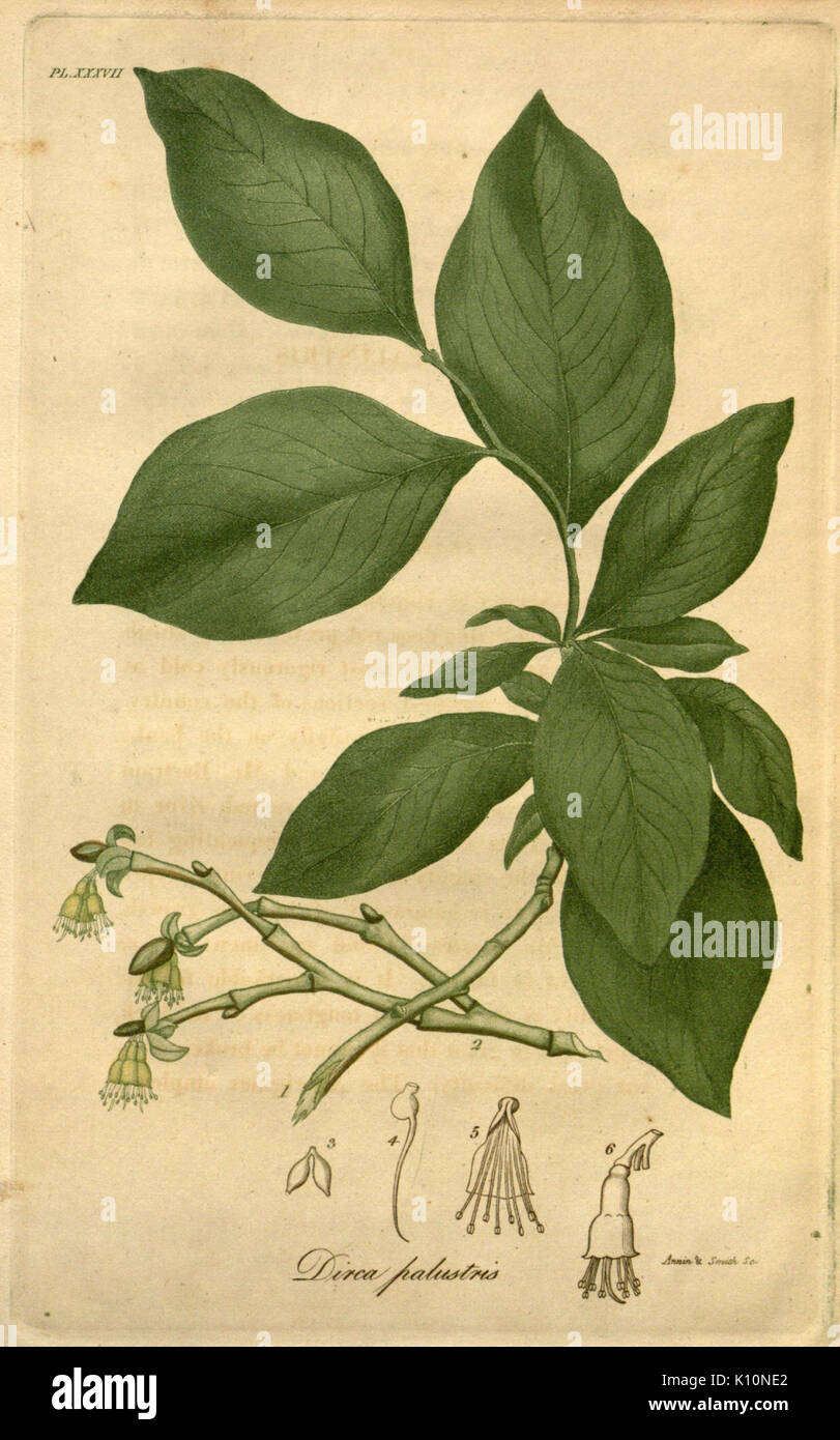Medical medicinal plants missouri botanical garden hi-res stock ...