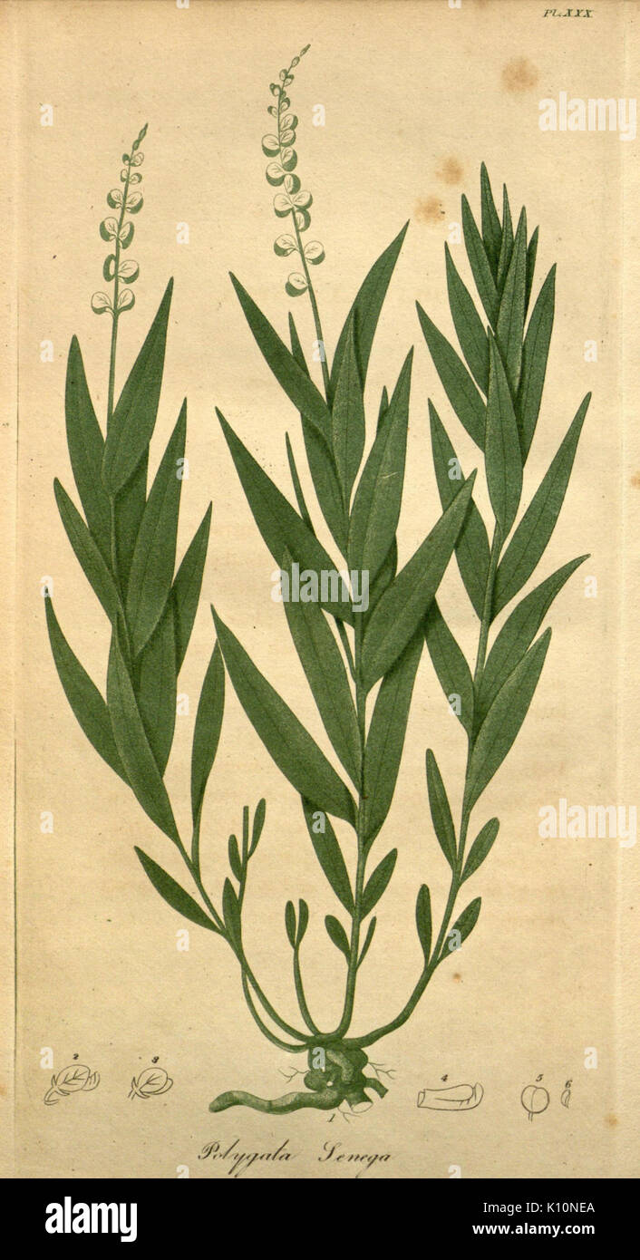 Medical botany hi-res stock photography and images - Alamy