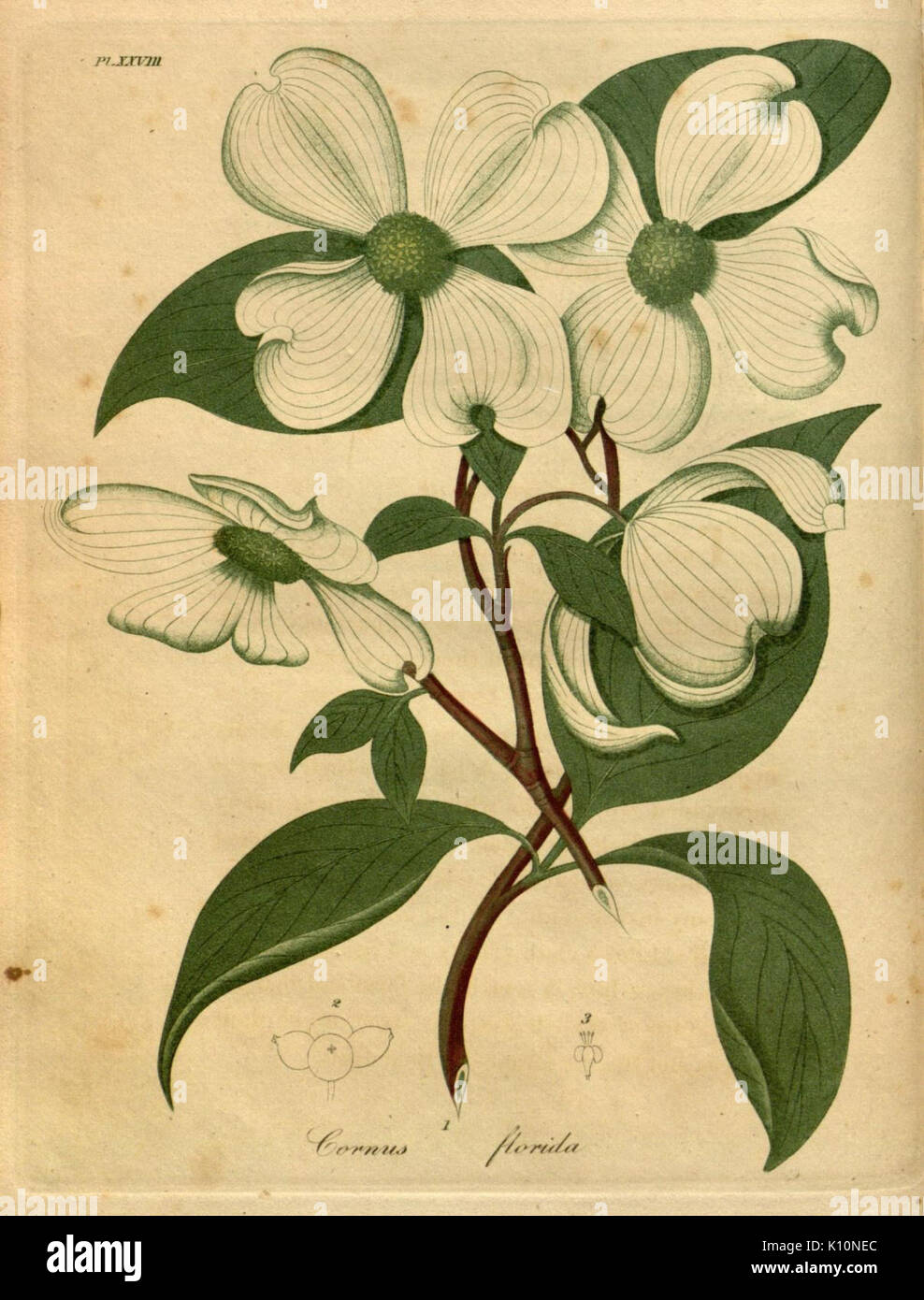 American medical botany (8293341779 Stock Photo - Alamy