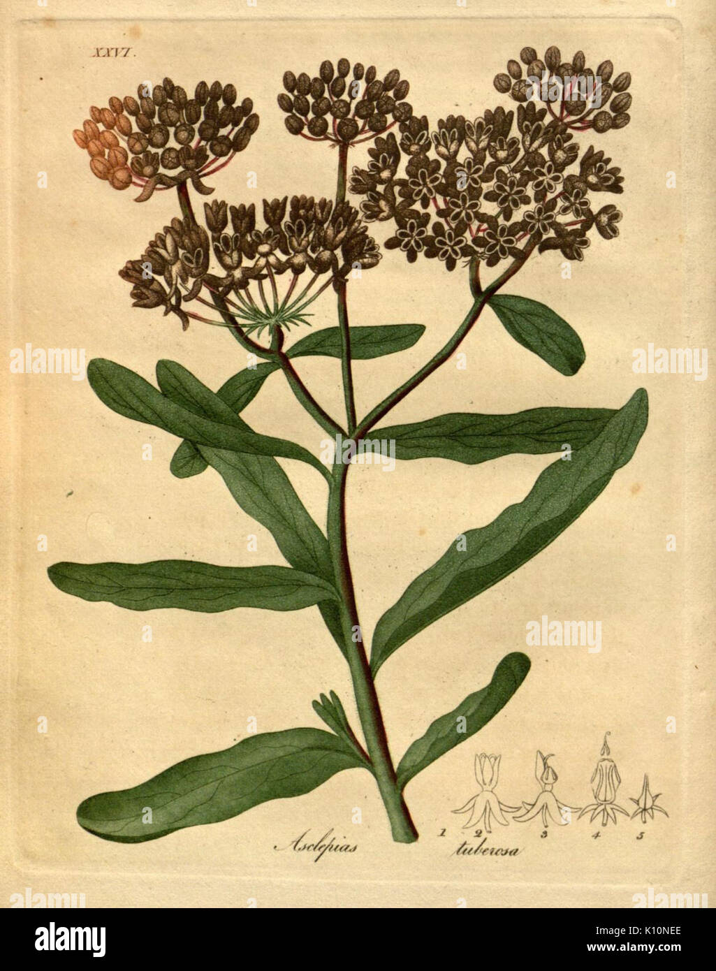 American medical botany (8293341009 Stock Photo - Alamy