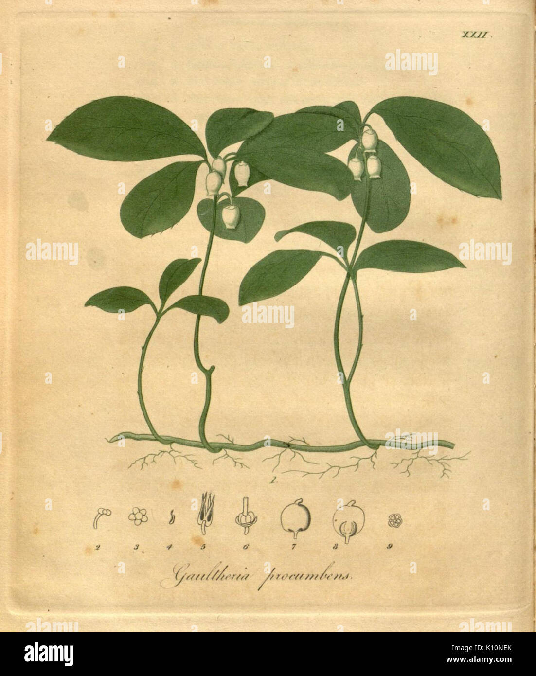 Medical medicinal plants missouri botanical garden hi-res stock ...