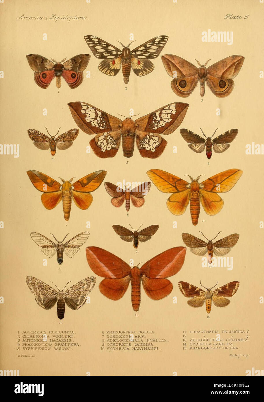 Lepidoptera art hi-res stock photography and images - Alamy