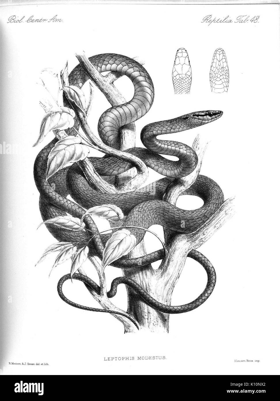 Biologia Centrali Americana (Tab 48) (8203130830 Stock Photo - Alamy