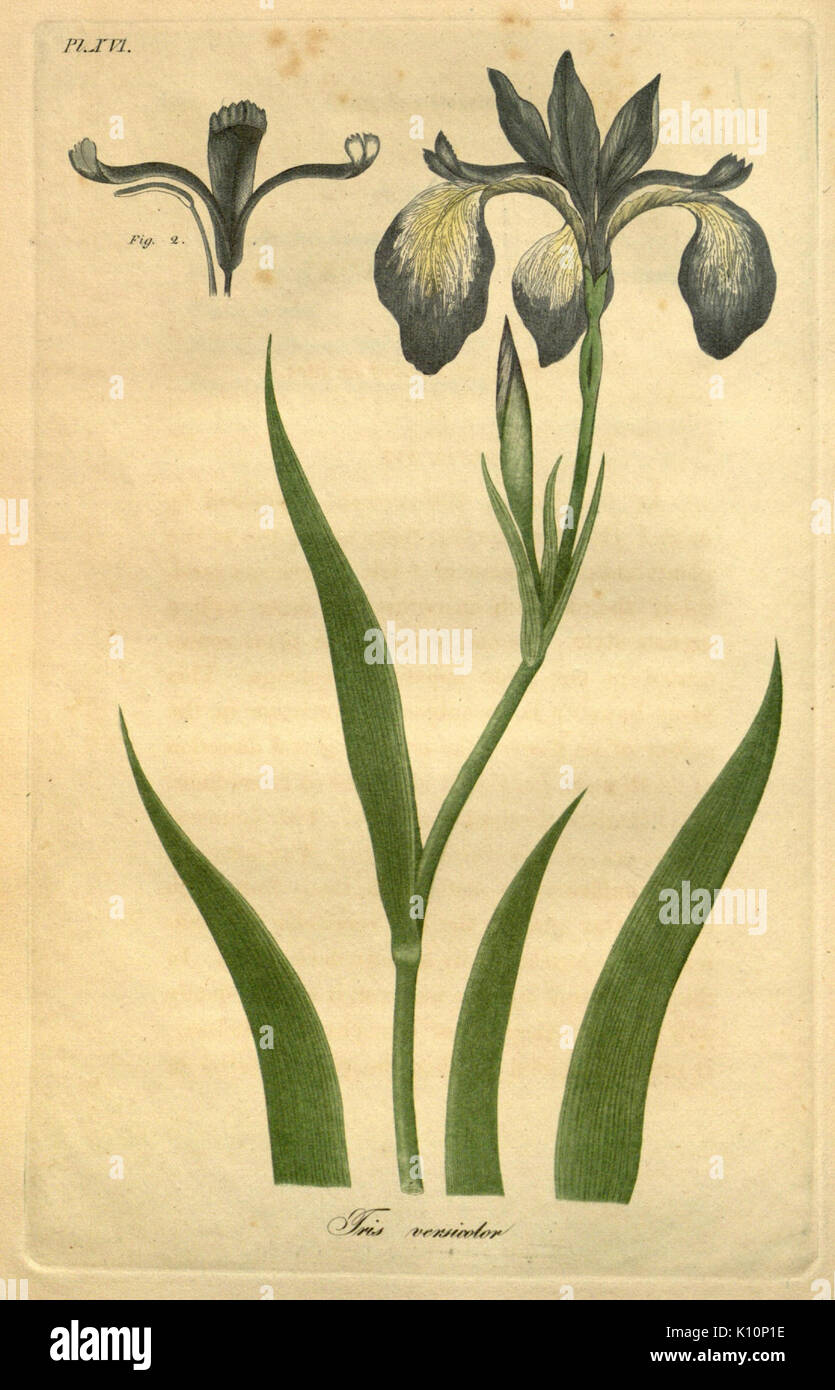 Medical medicinal plants missouri botanical garden hi-res stock ...