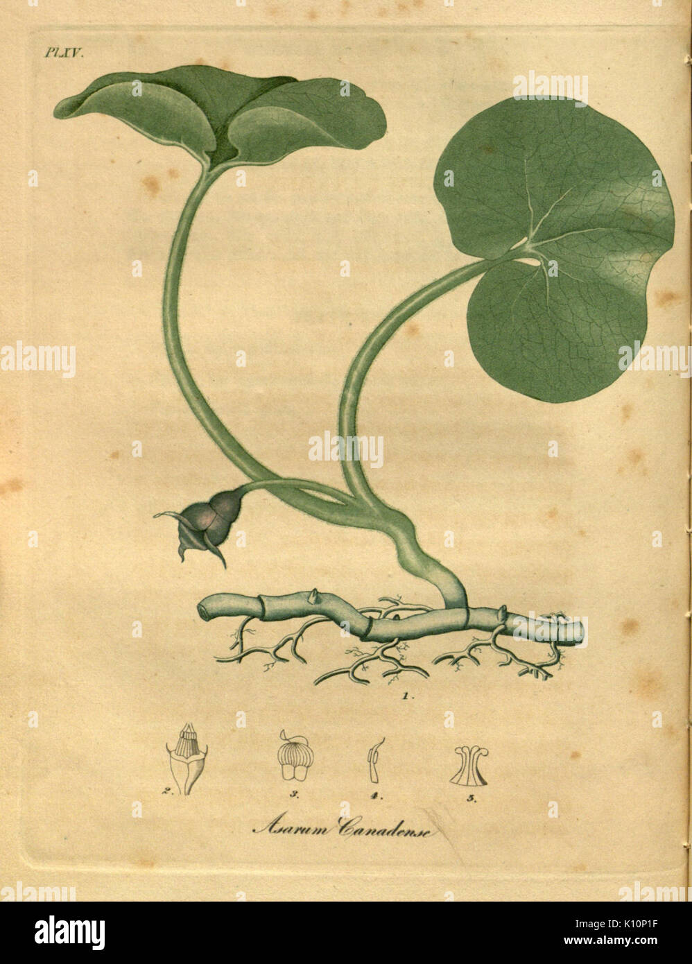 Medical medicinal plants missouri botanical garden hi-res stock ...