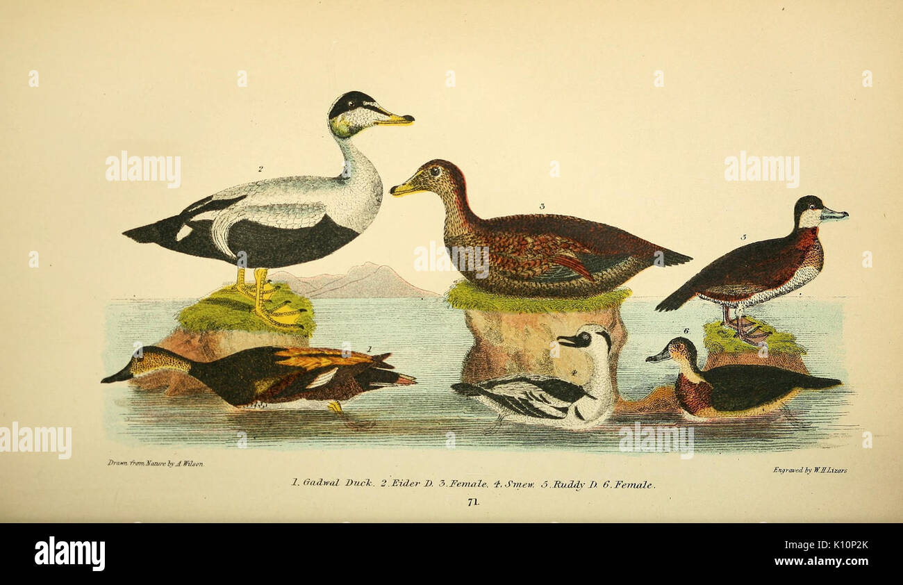 American ornithology; or, The natural history of the birds of the ...