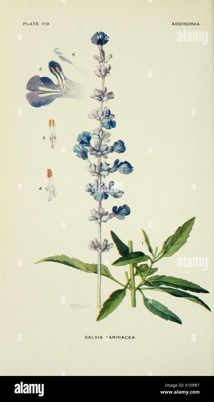 Addisonia (PLATE 119) (8591366629 Stock Photo - Alamy