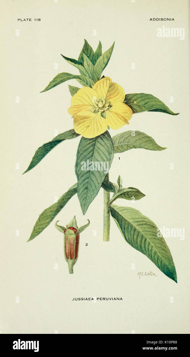 Addisonia (PLATE 118) (8592467980 Stock Photo - Alamy