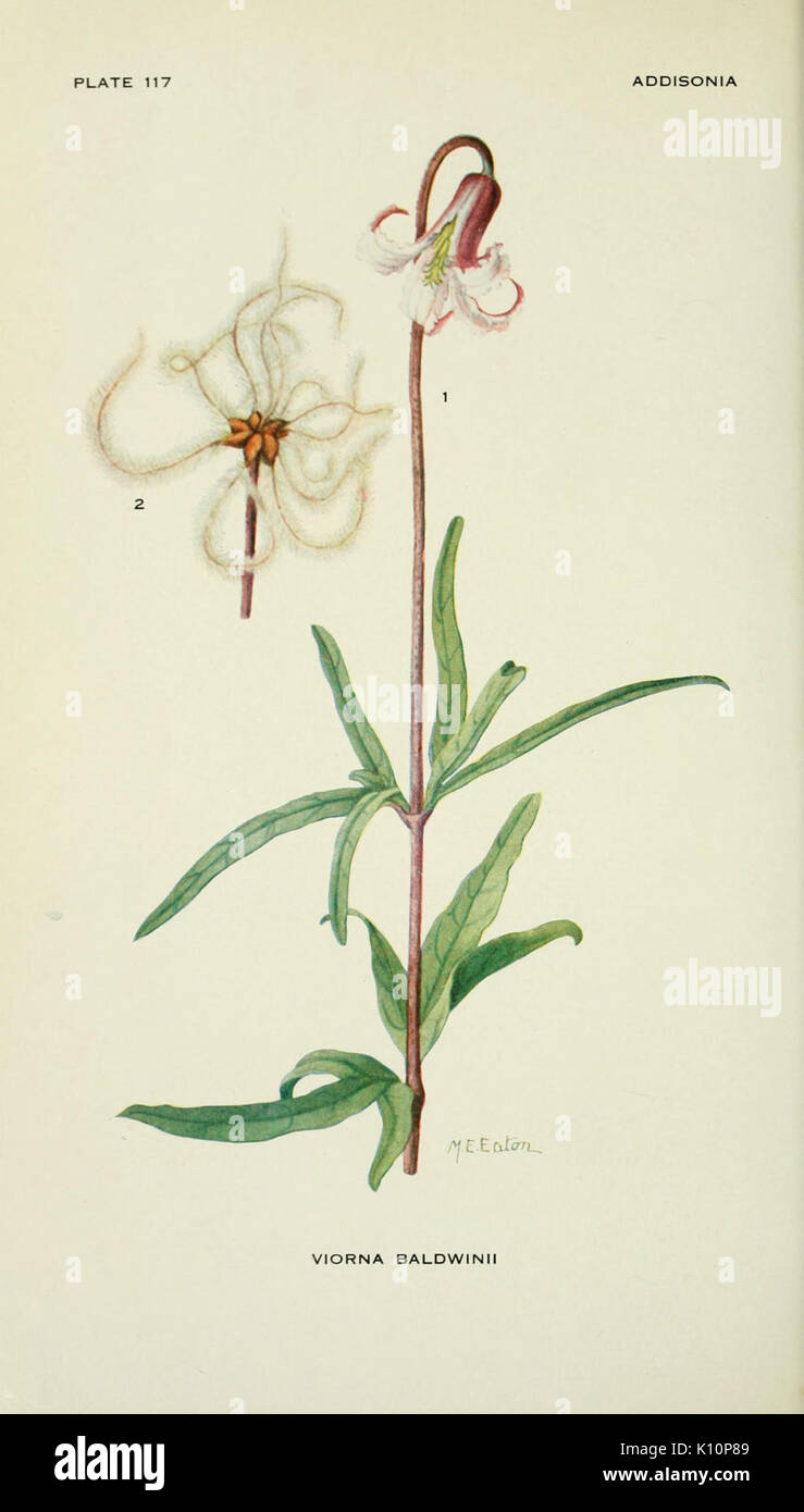 Addisonia (PLATE 117) (8591365993 Stock Photo - Alamy