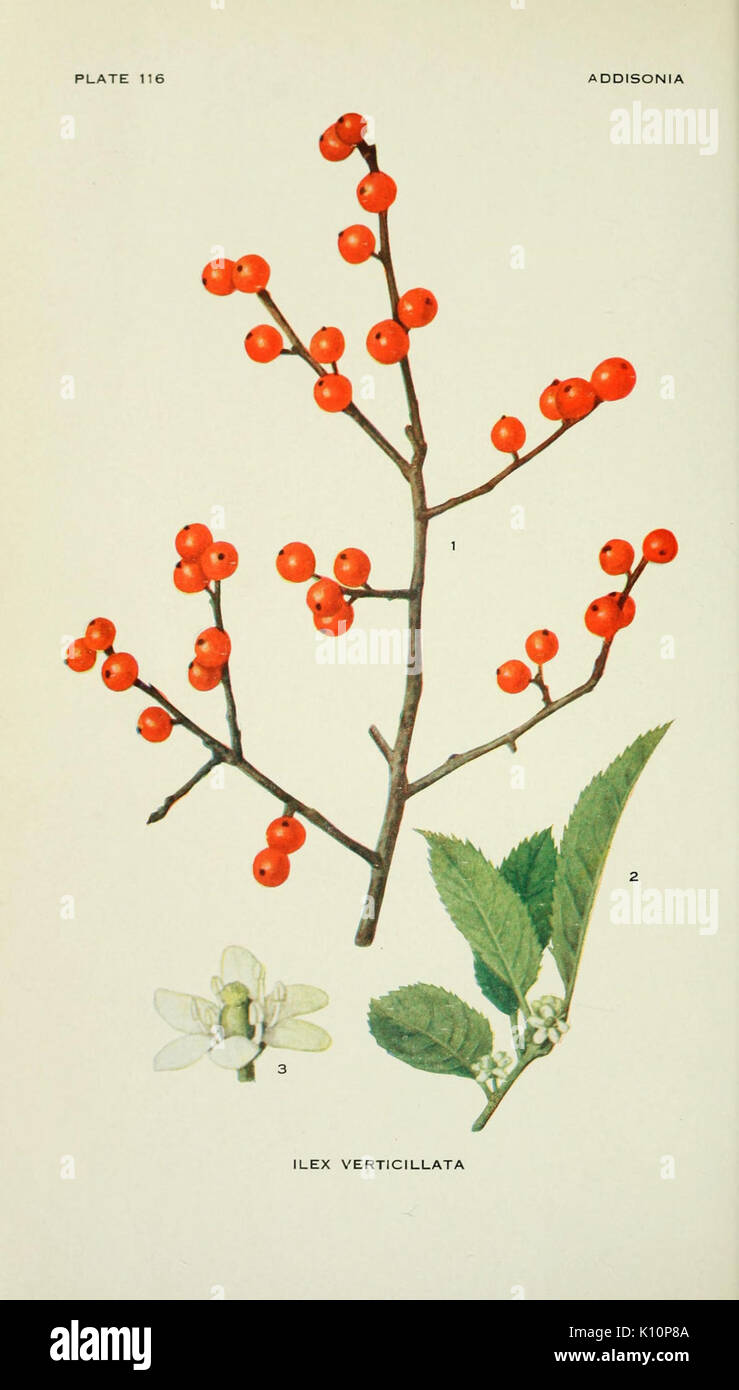 Book addisonia hi-res stock photography and images - Alamy