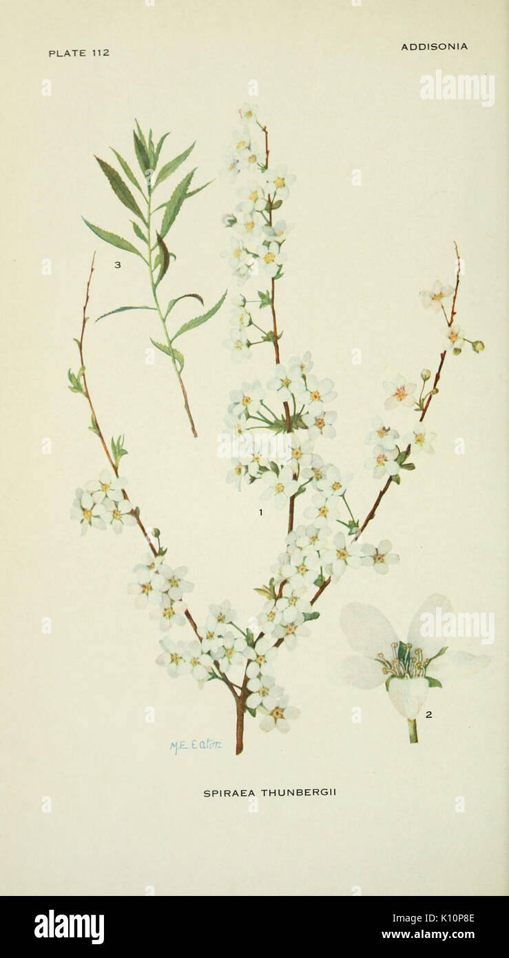 Addisonia (PLATE 112) (8591363947 Stock Photo - Alamy