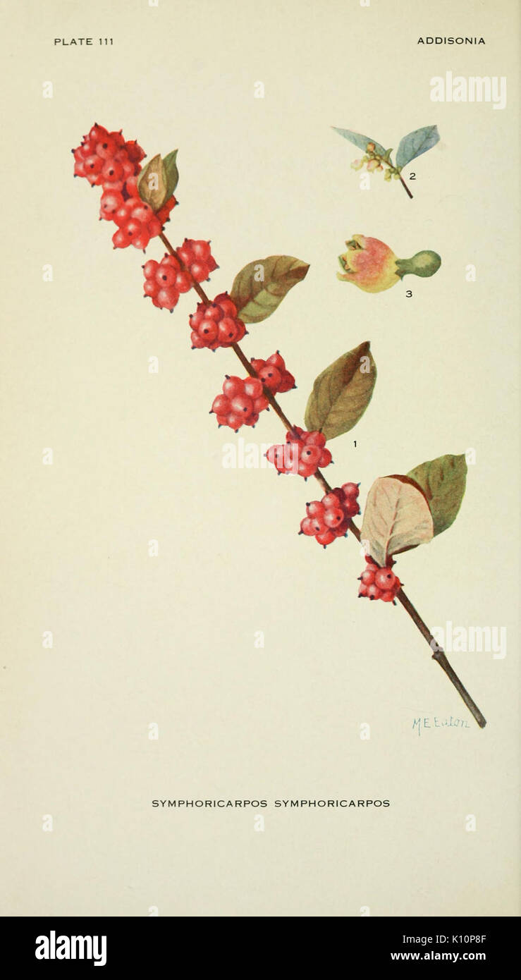 Book addisonia hi-res stock photography and images - Alamy