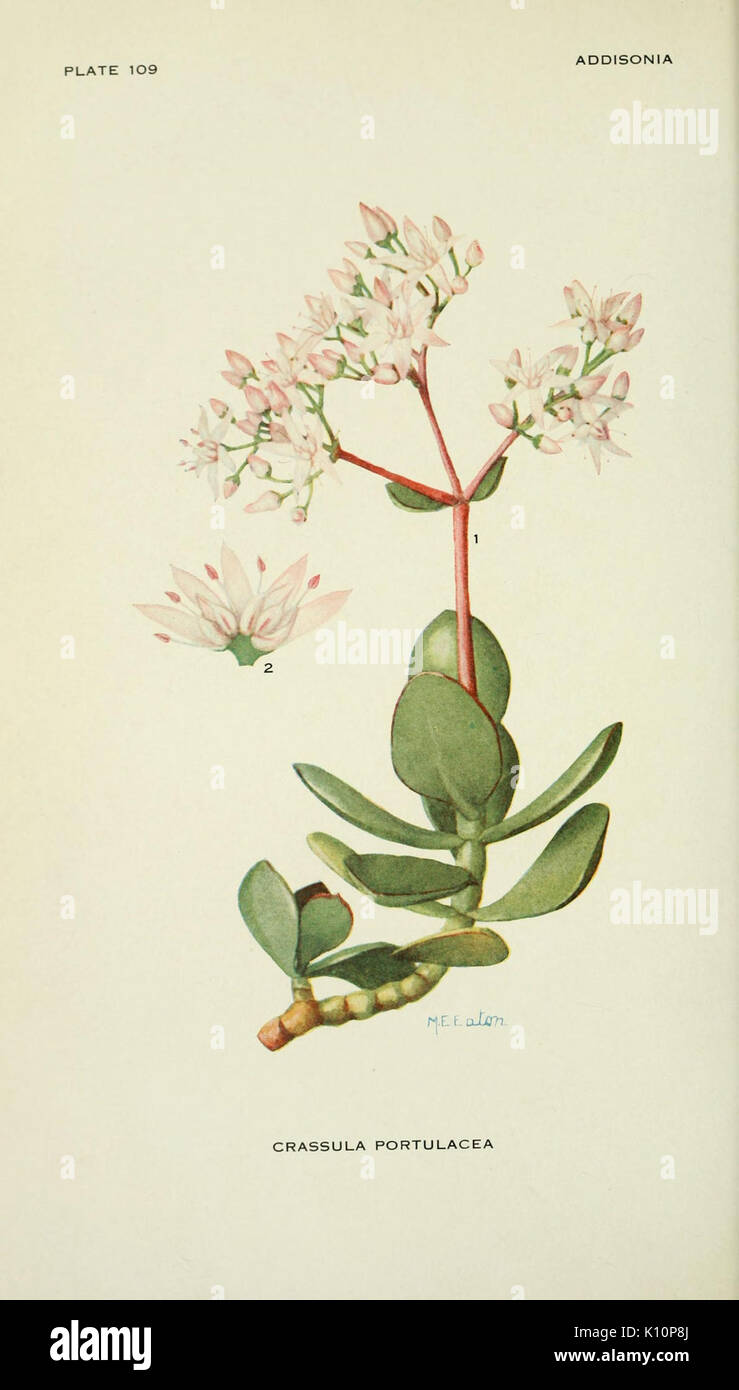 Addisonia (PLATE 109) (8592464390 Stock Photo - Alamy