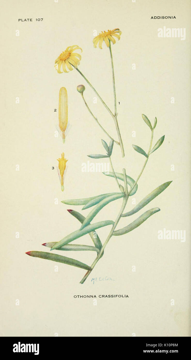 Book addisonia hi-res stock photography and images - Alamy