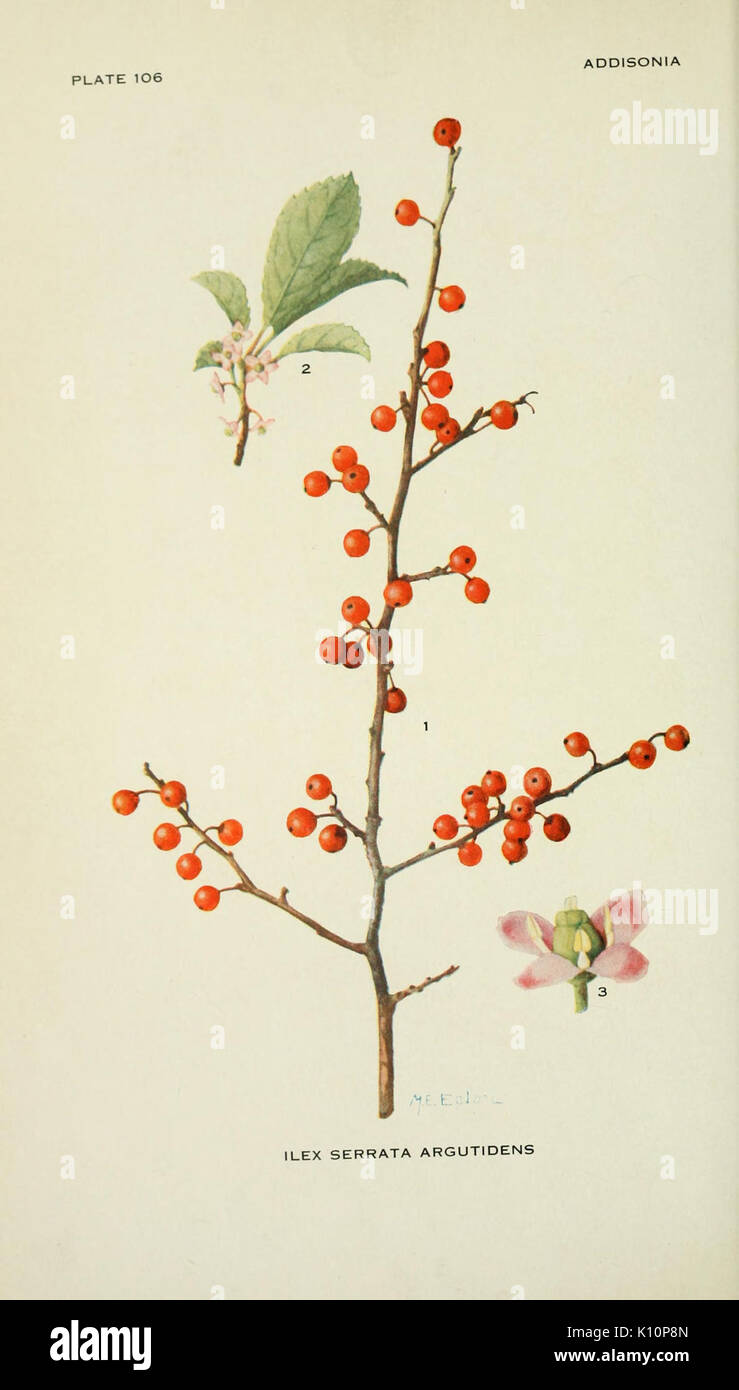 Addisonia (PLATE 106) (8592463258 Stock Photo - Alamy