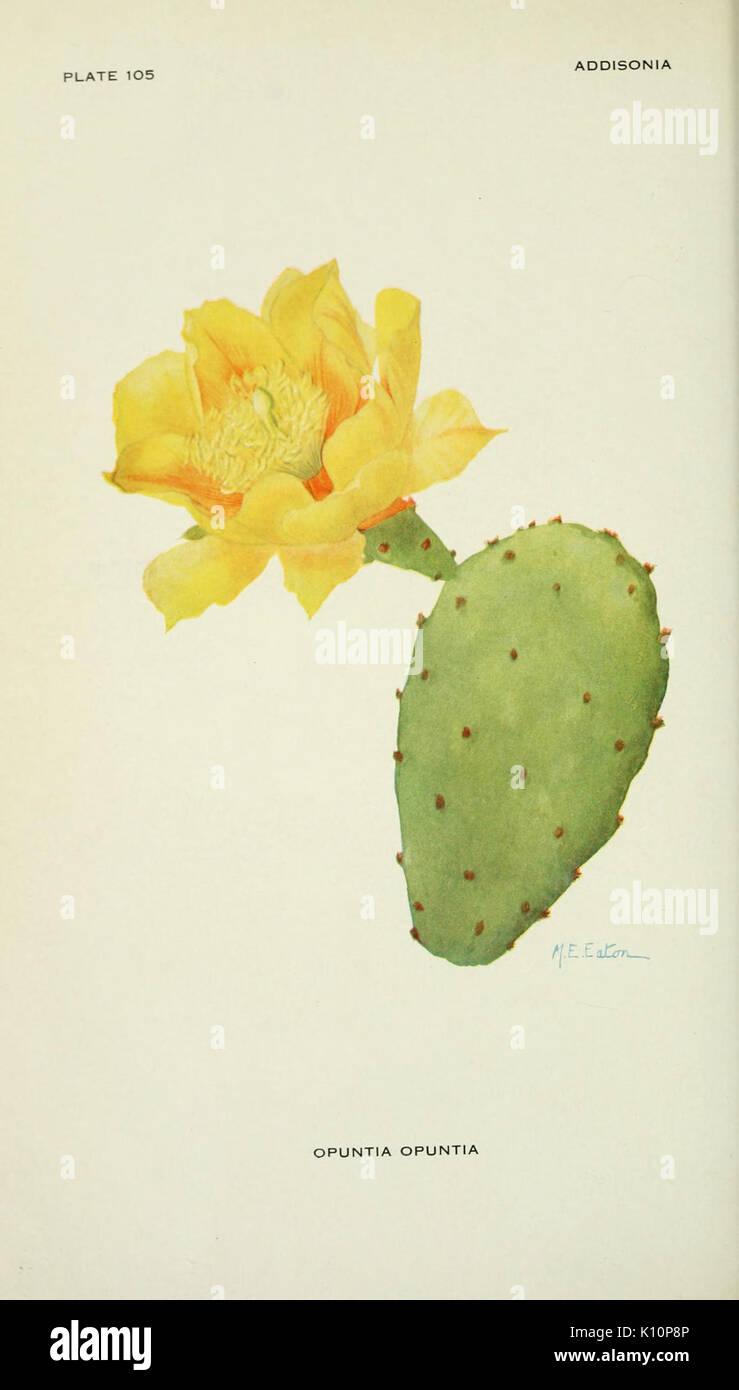 Book addisonia hi-res stock photography and images - Alamy