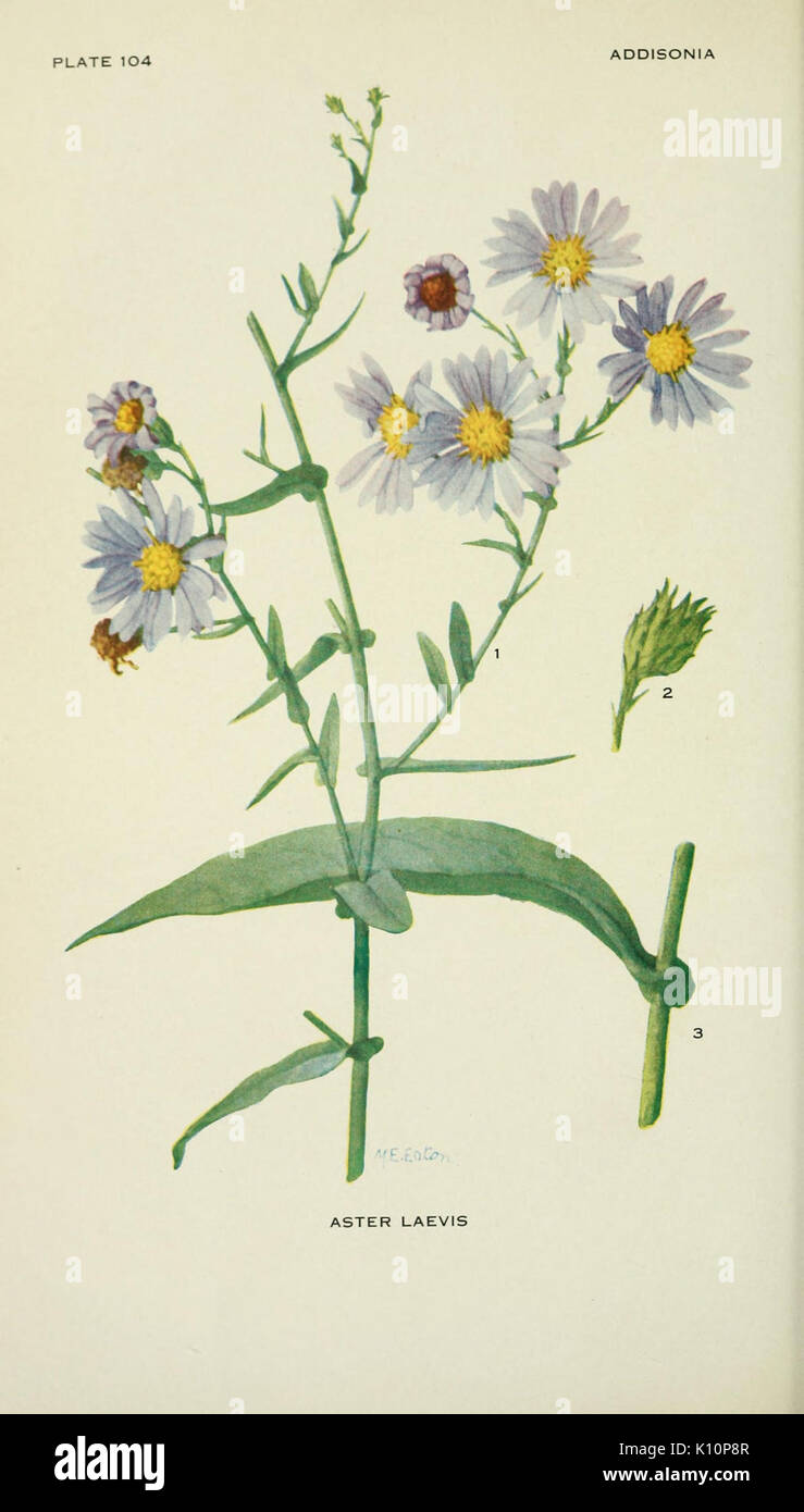 Book addisonia hi-res stock photography and images - Alamy