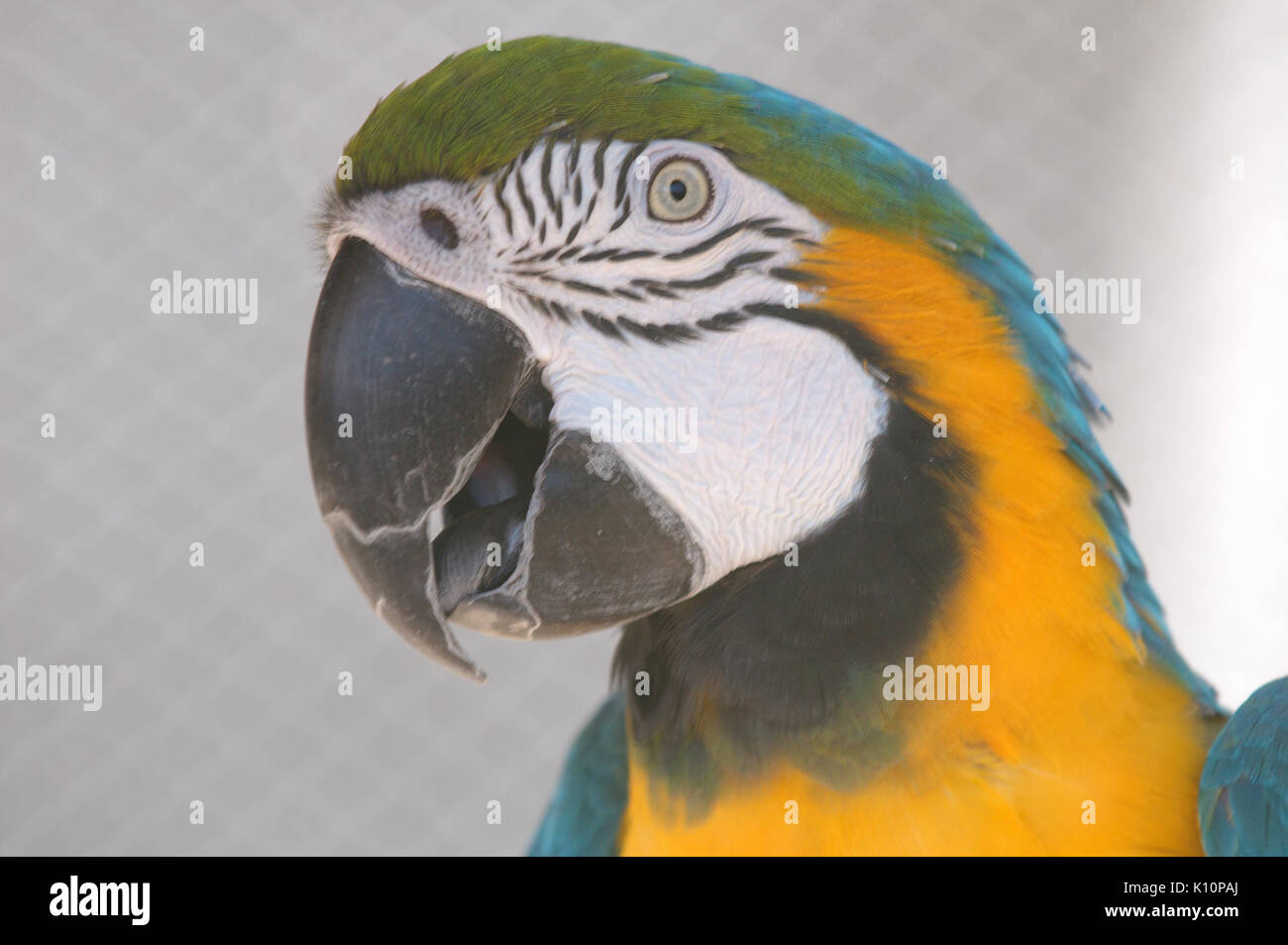 A close-up of an Ara ararauna, also known as the Blue-and-yellow Macaw ...