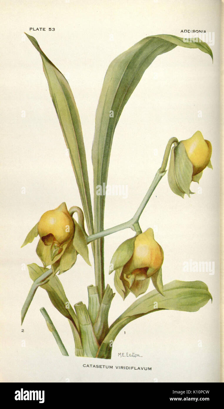 Addisonia (PLATE 53) (8576388471 Stock Photo - Alamy