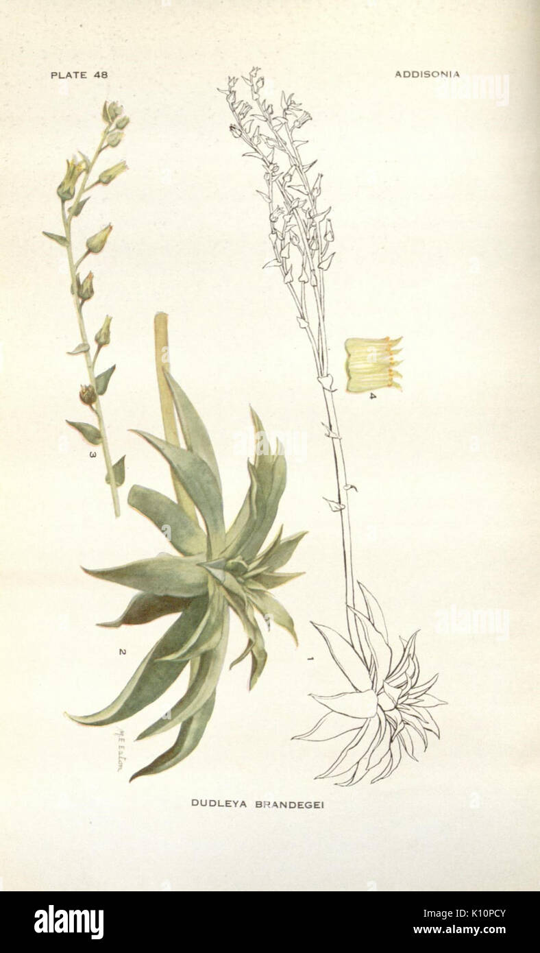 Addisonia series hi-res stock photography and images - Alamy