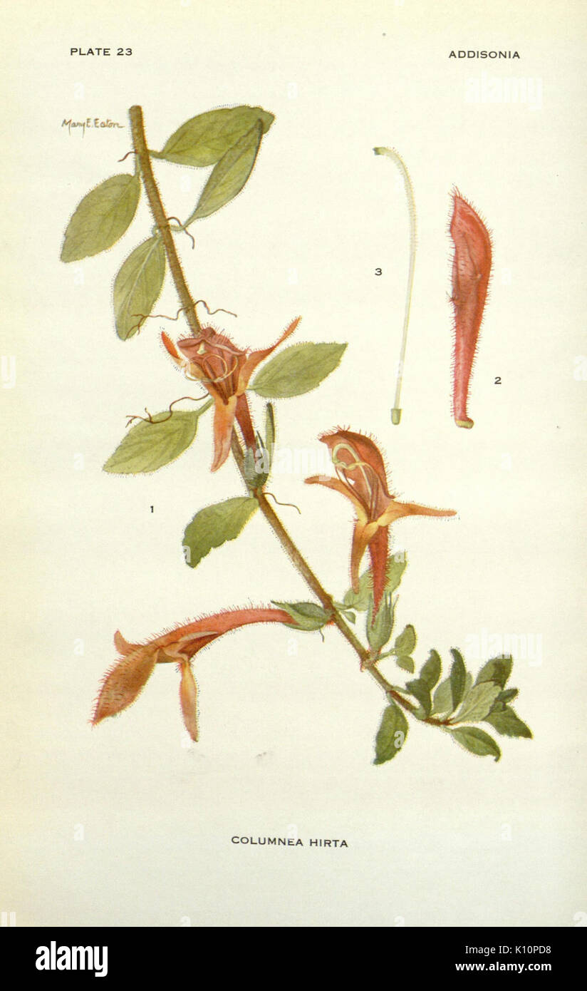 Plate 23 prints hi-res stock photography and images - Alamy