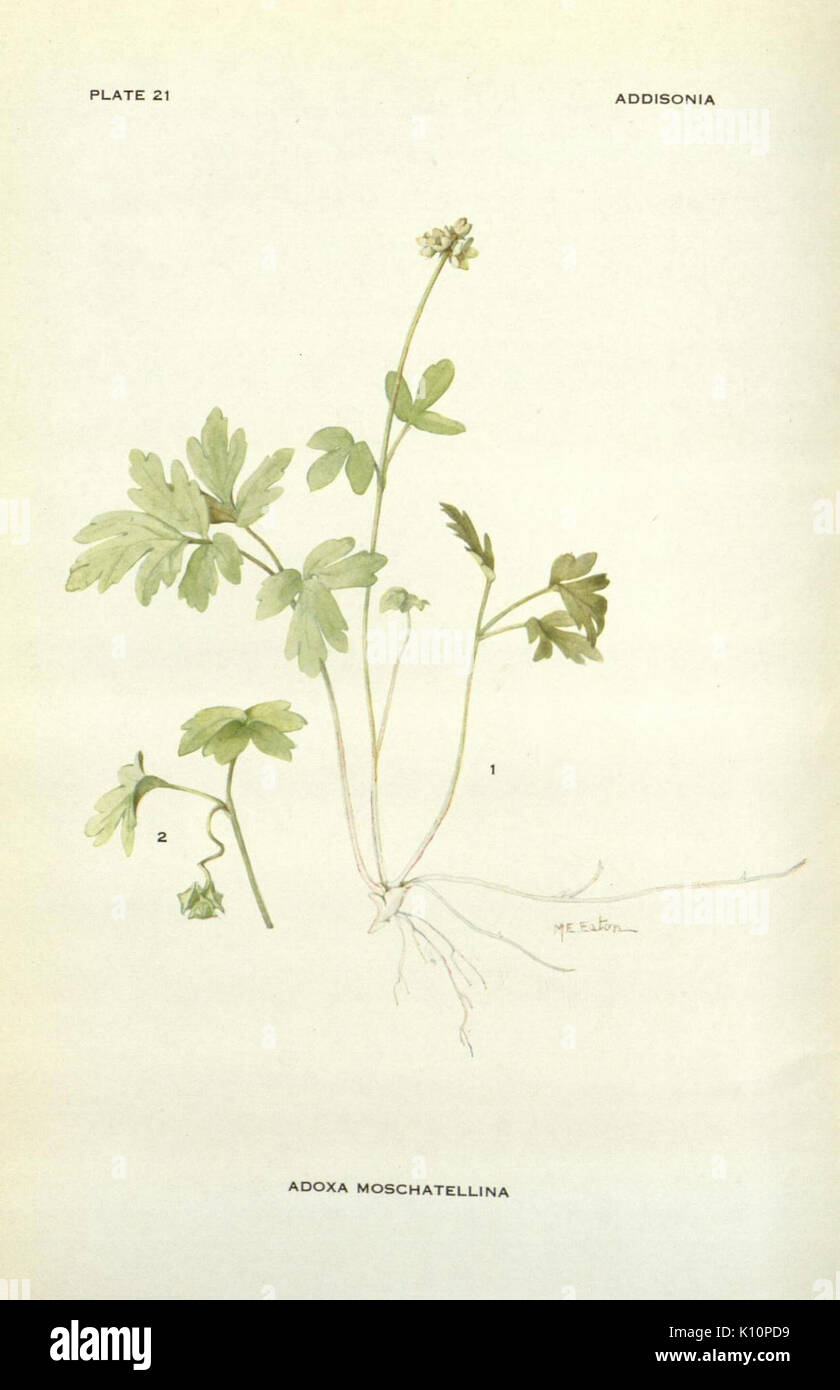 Addisonia (PLATE 21) (8575343134 Stock Photo - Alamy