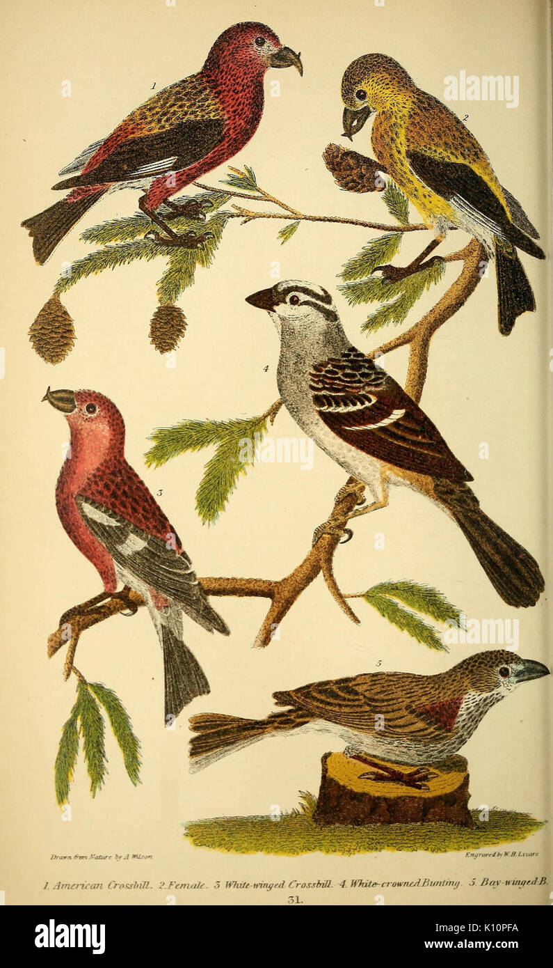 American ornithology; or, The natural history of the birds of the ...