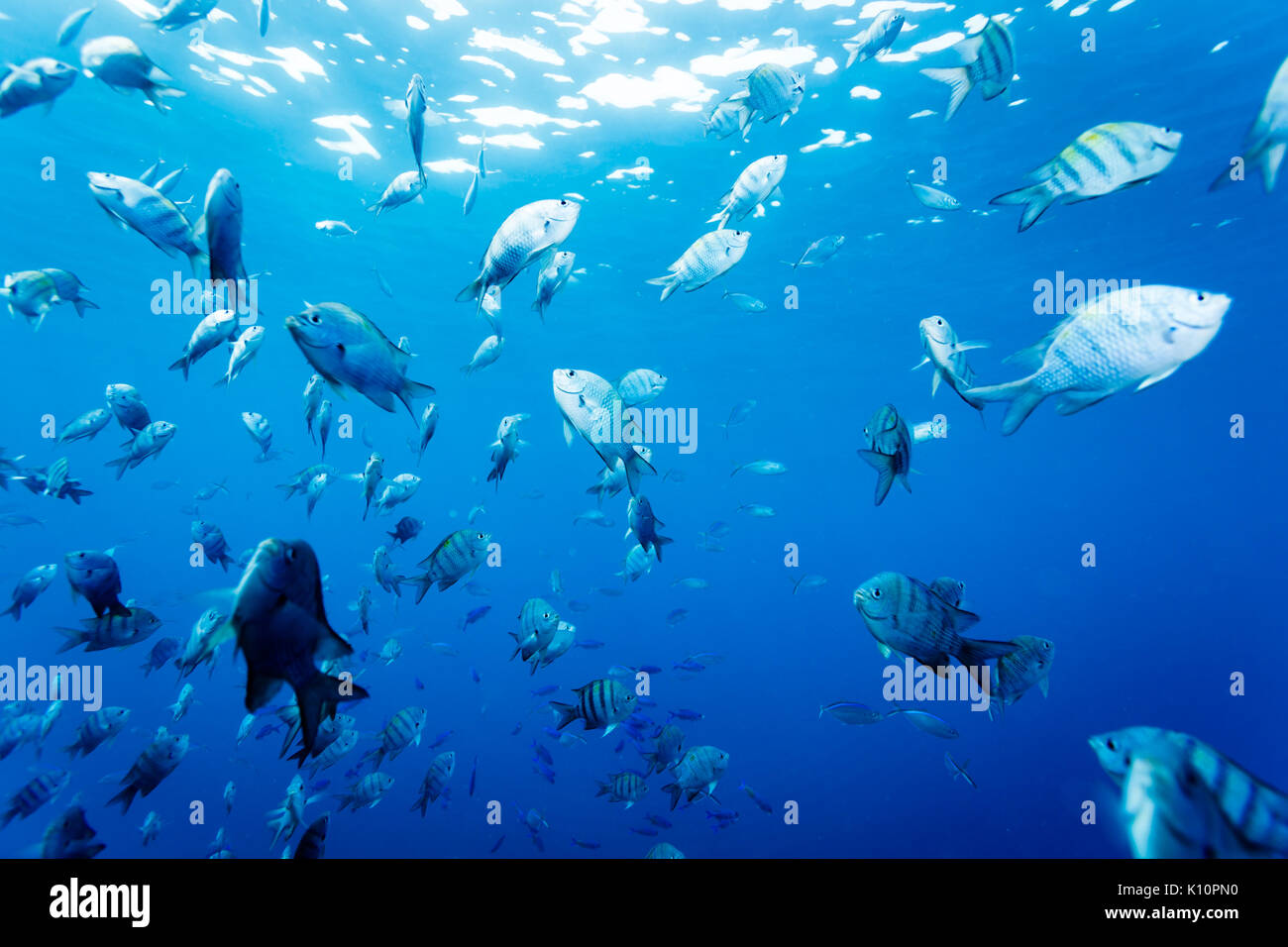 Fish circle hi-res stock photography and images - Alamy