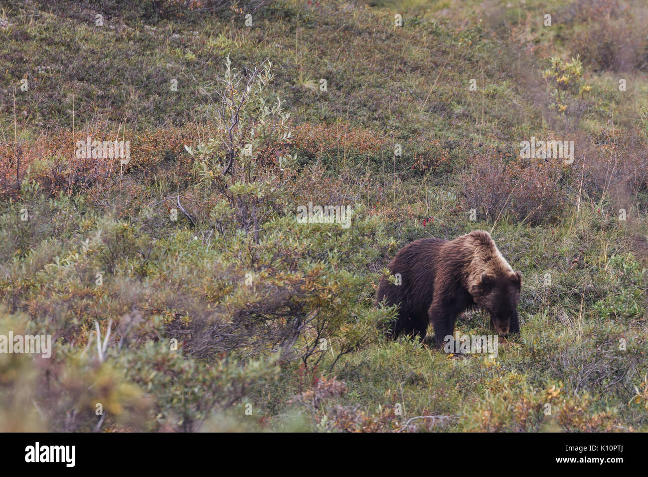 Grizzly brown bear roaming in hi-res stock photography and images - Alamy