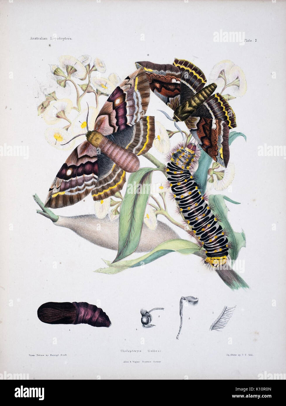 This illustration from 'Australian Lepidoptera and Their ...