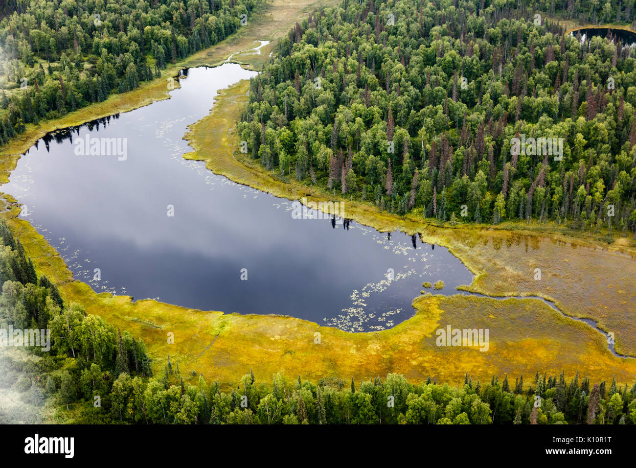 Aerial view of taiga forest and lake surrounded by dense green forest ...