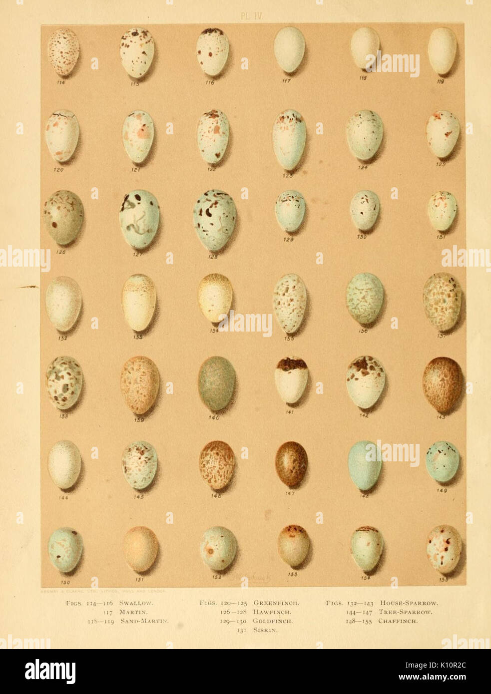 Birds of Great Britain and Ireland, Order Passeres (Pl. IV) (7795886920 ...