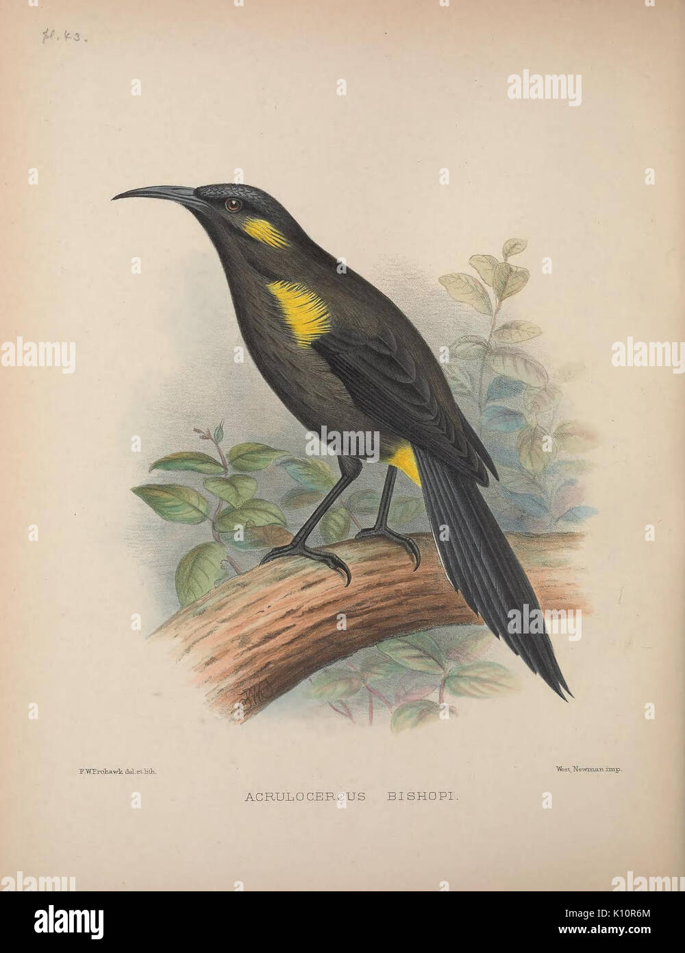 Hawaii native birds hi-res stock photography and images - Alamy