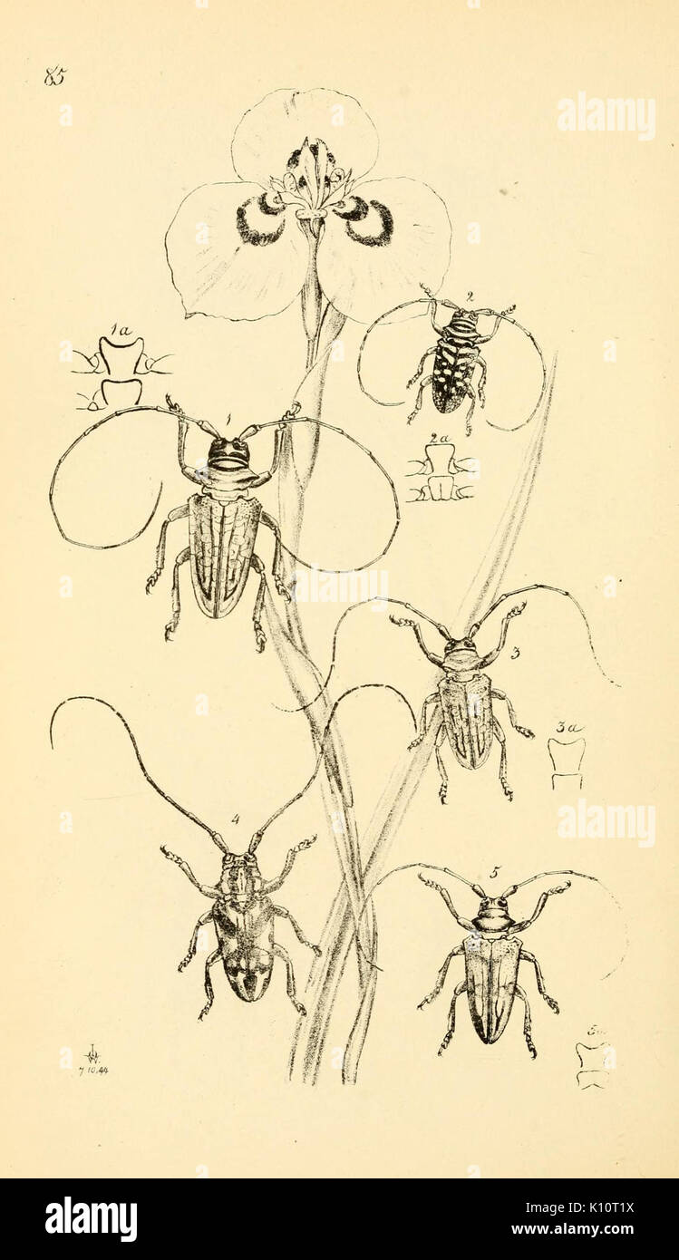 Arcana entomologica, or, Illustrations of new, rare, and interesting ...