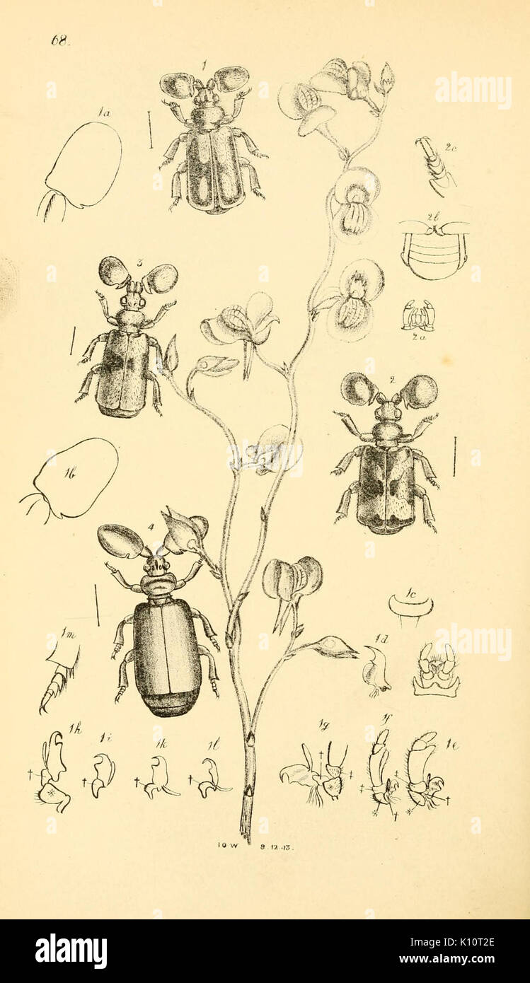 Arcana entomologica, or, Illustrations of new, rare, and interesting ...